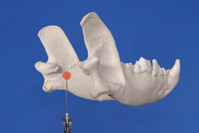 Dental Nerve Block In Dogs at Marilyn Stumpf blog