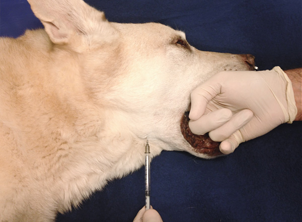 mandibular nerve block cat