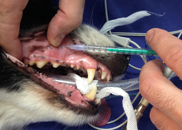 mandibular nerve block cat