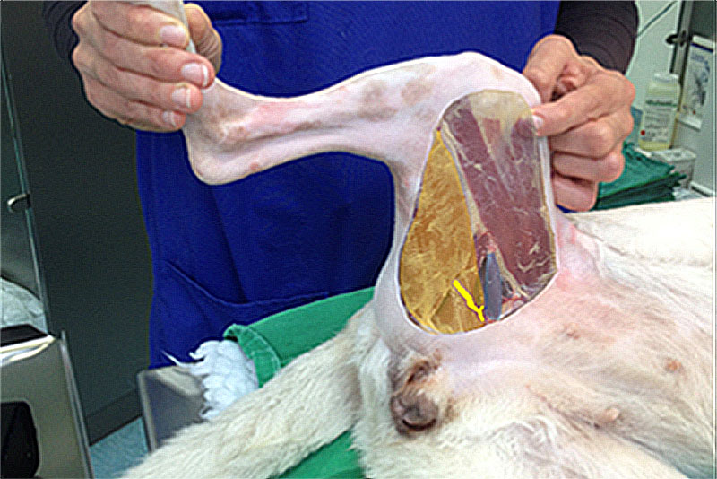 obturator nerve function dog