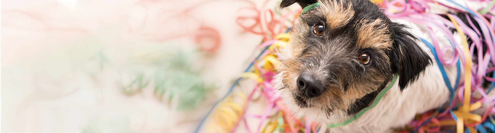 Surgical Sutures Veterinary Medicine